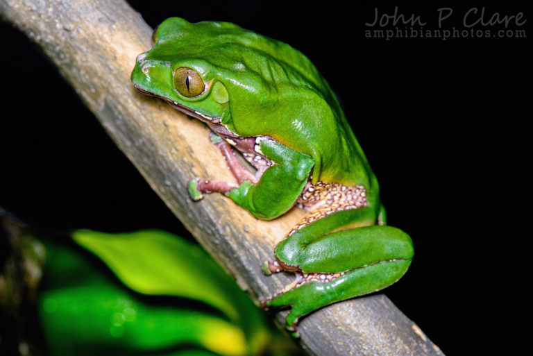 Kambo Treament-Texas