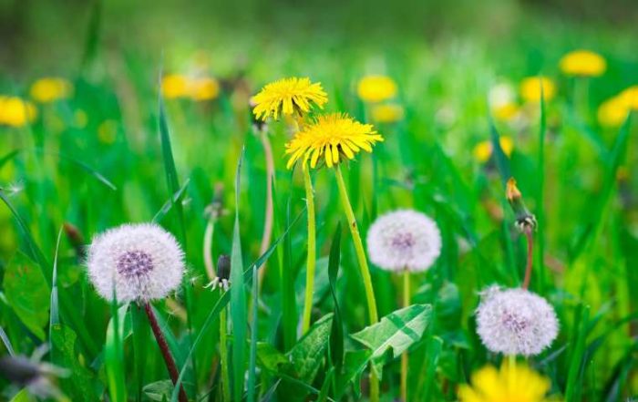 Plant Medicine: Dandelion, Nettles, Vervain, Hyssop