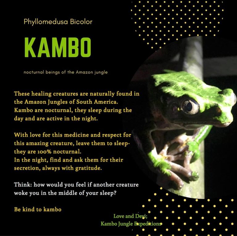 Preparing for Kambo Ceremony - What to do, expect, and bring 🐸